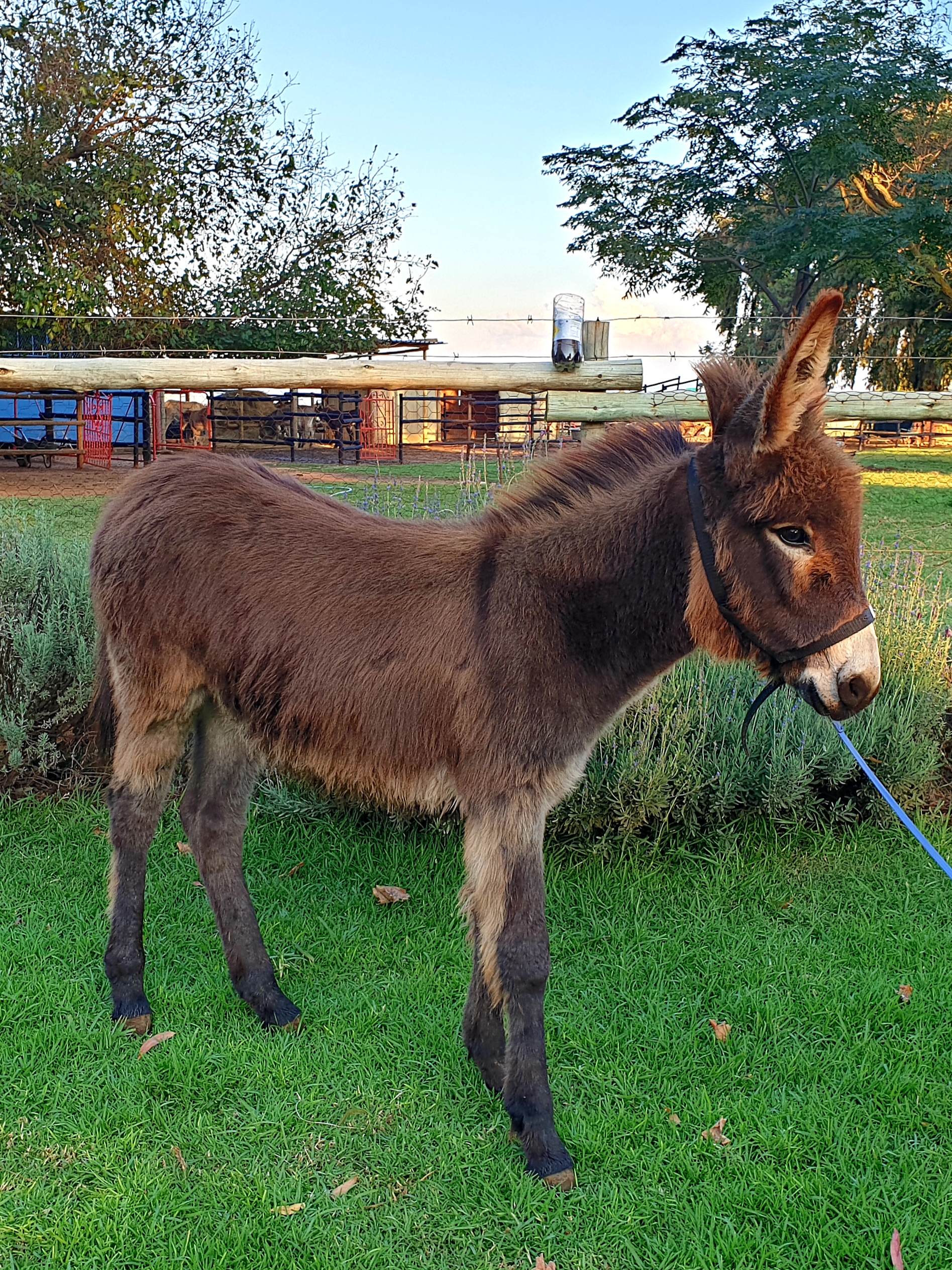 donkeysanddwarfgoats | Donkey Foals