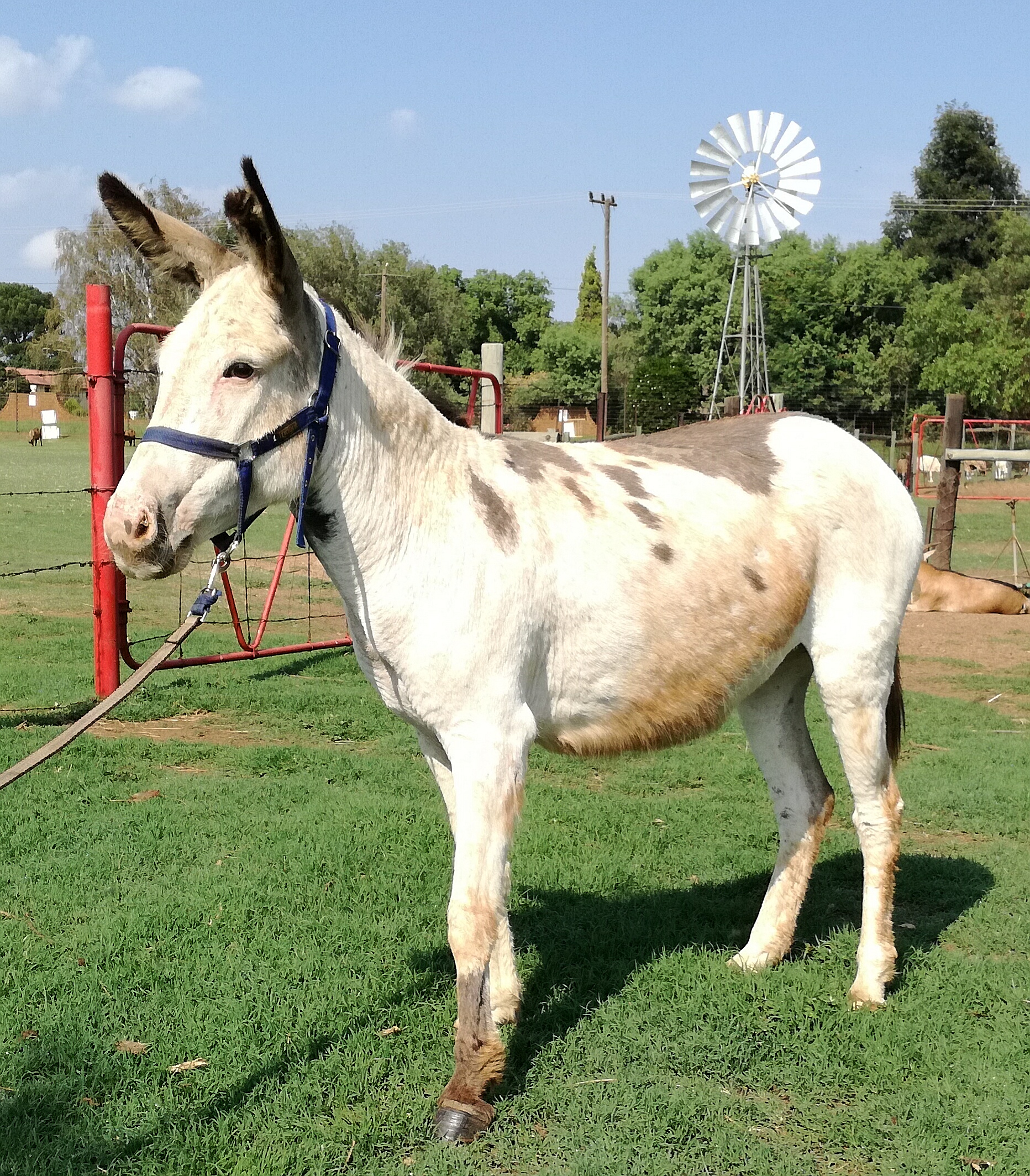 Adult Donkeys | donkeysanddwarfgoats