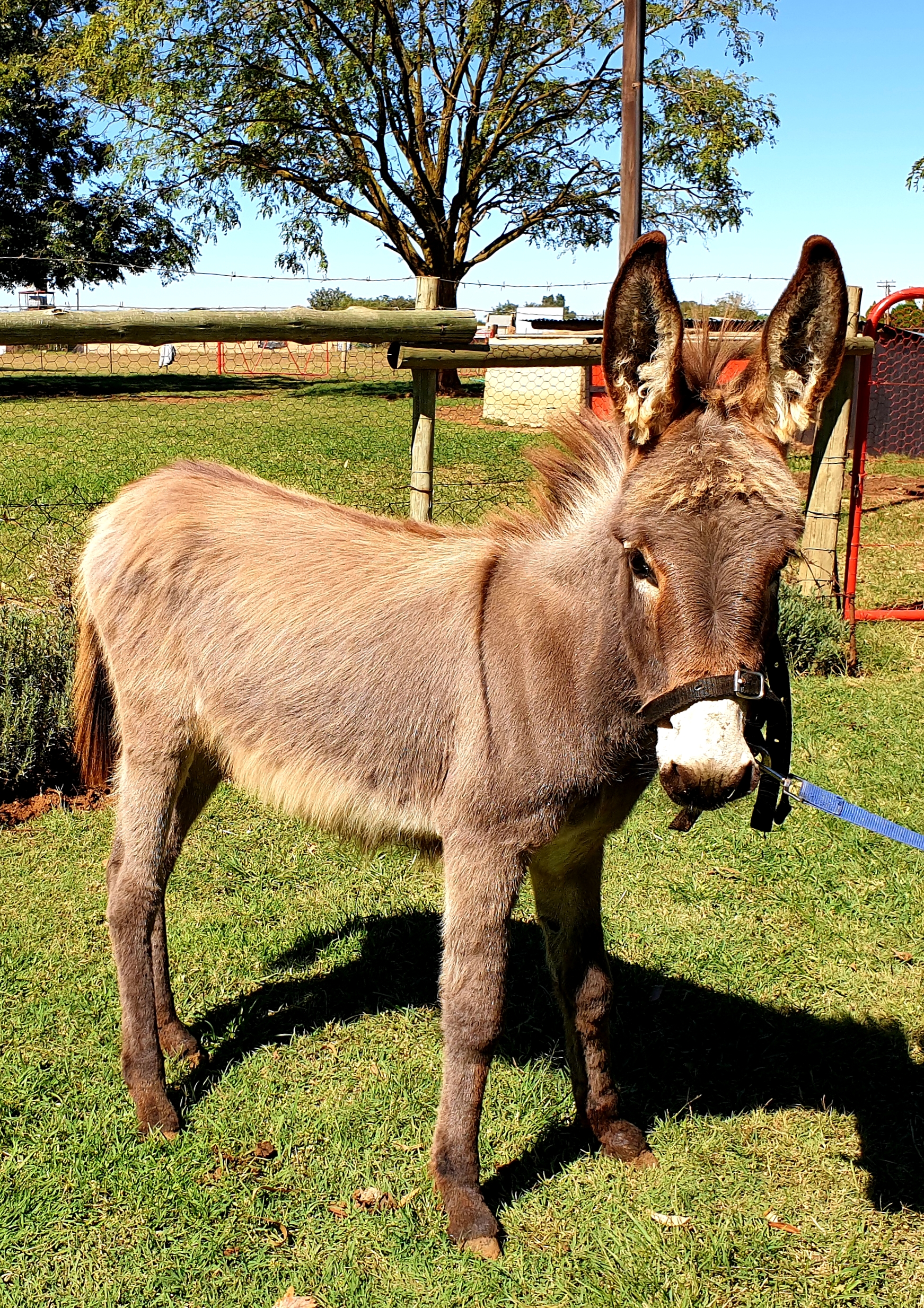 donkeysanddwarfgoats | Donkey Foals