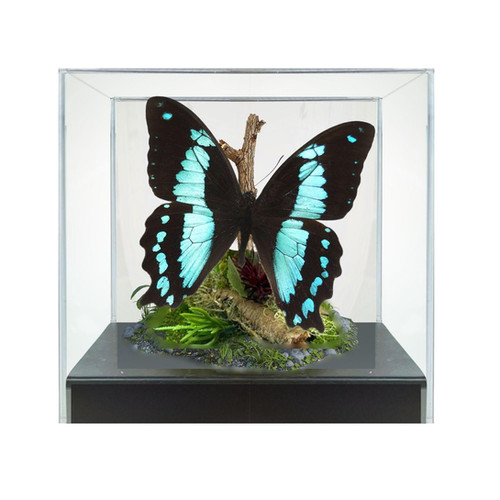 Real Papilio bromius, Swallowtail Butterfly - 6x6x6 inch | Instar ...