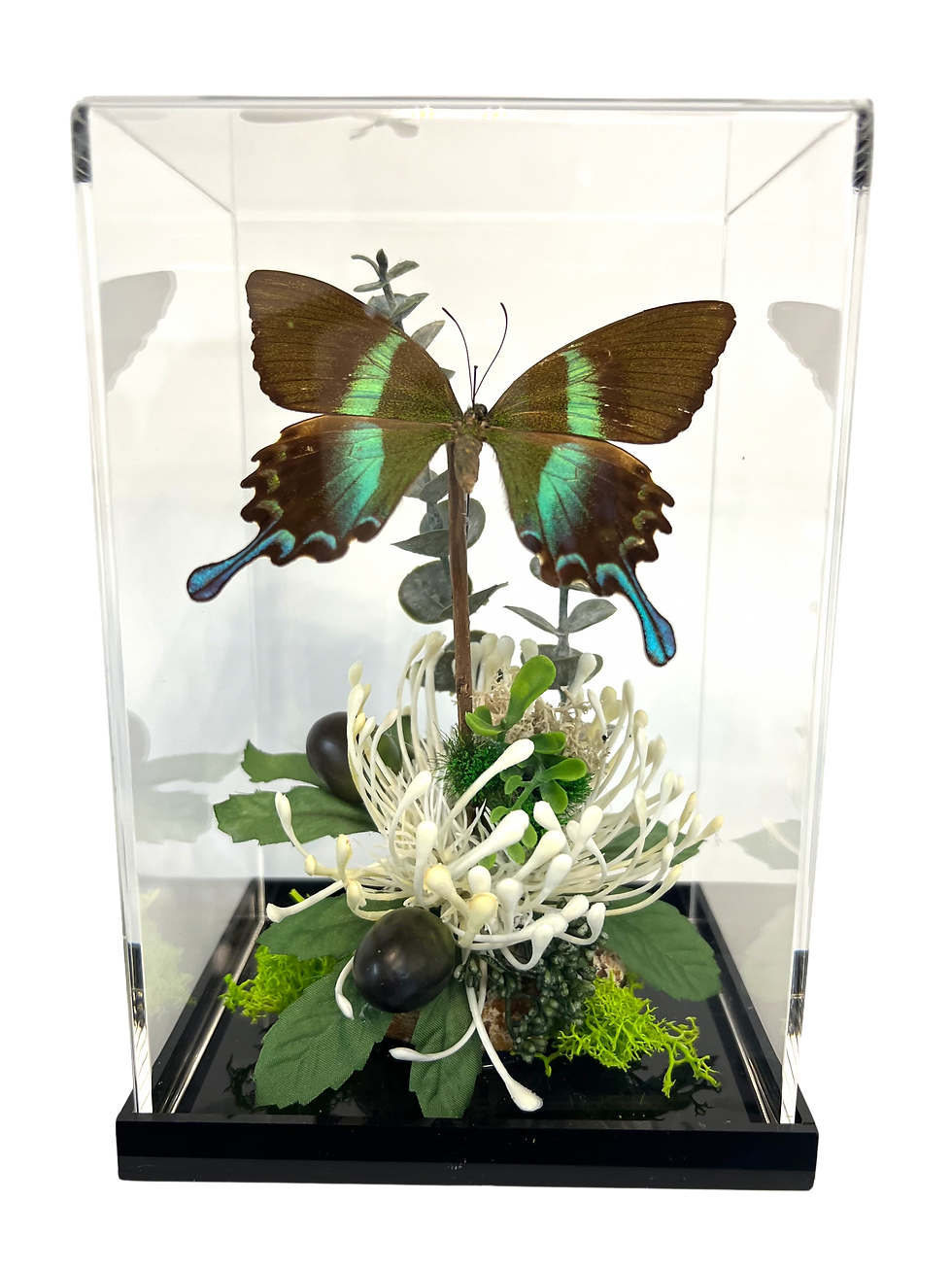 Instar Innovations | Insect display cases