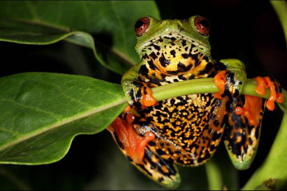 Curiosités : découvrez la Grenouille rouge géante de São-Tomé ...