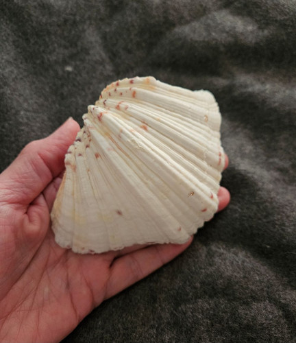 Bear Paw Shell | Crystal Shop