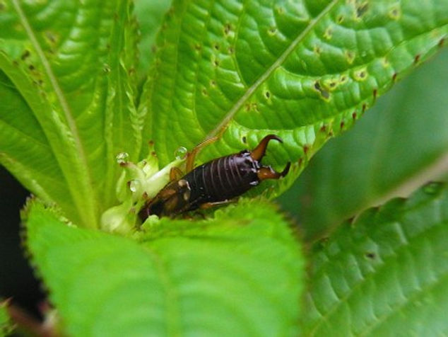 Earwigs...Do they really crawl in your ear?