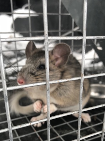 Pack Rats...People think they're cute? I don't get it!