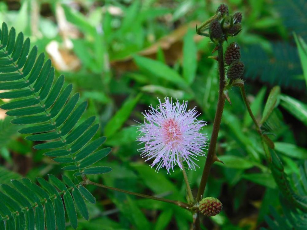 Mimosa pudica, the "touch-me-not" plant.