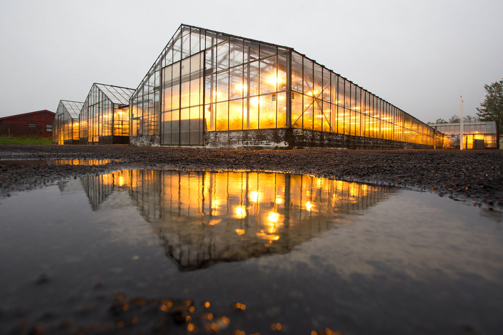 Iceland's Horticulture