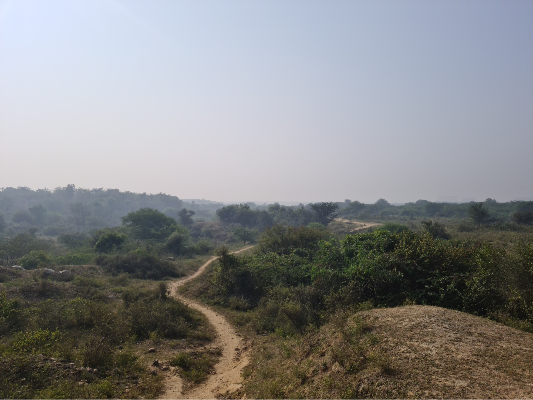 Rajokri Forest | Trails of Delhi NCR | CapitalTrails
