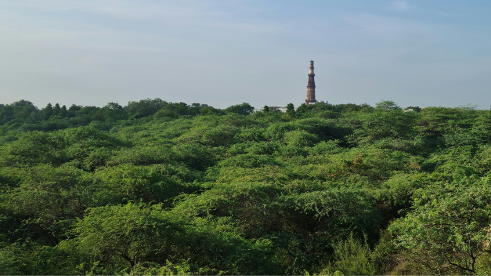 Sanjay Van | Trails of Delhi NCR | CapitalTrails