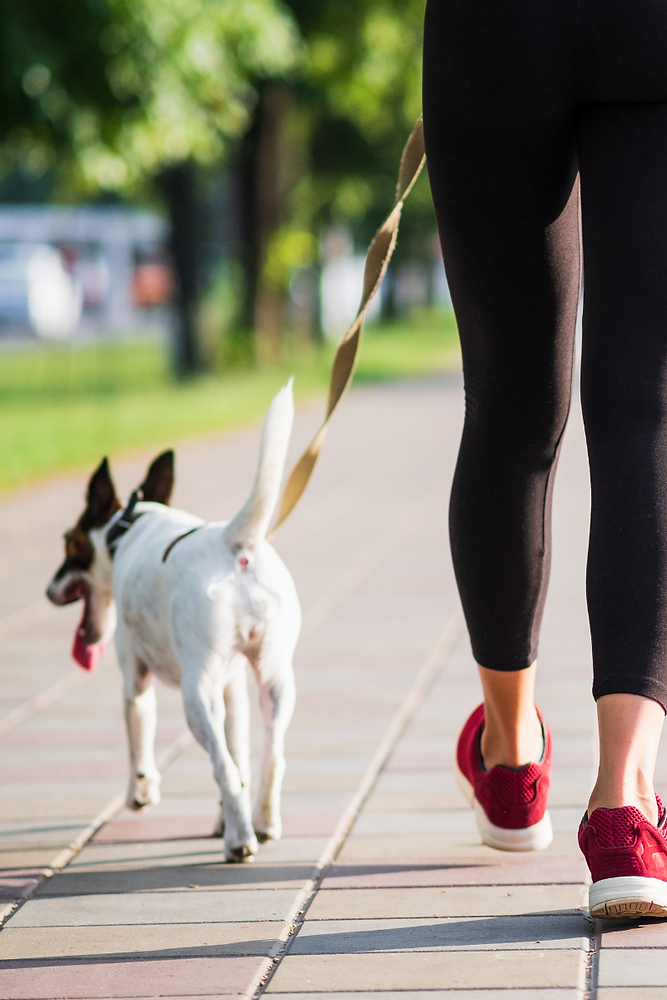 Top 3 Reasons Why Dog Walks Are Important