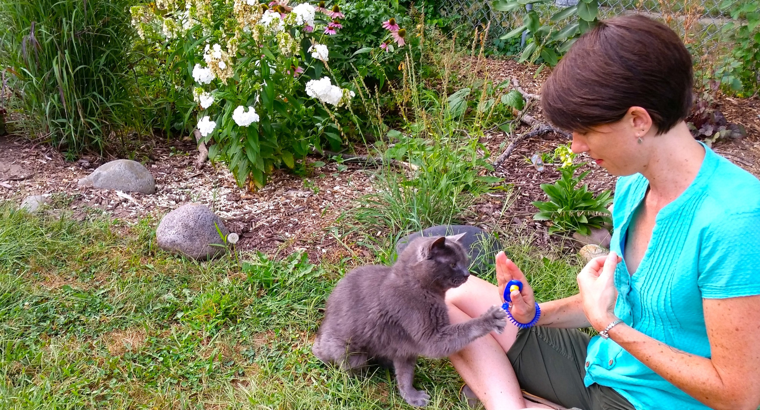 Certified Cat Behavior Consultant. Felidae Behavior Consulting. Serving ...