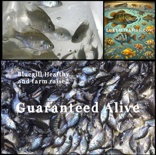 75 Live Blue Gill .5-1.5 inches (Small) | Luke'sLiveFish.com