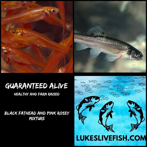 (FAST SHIPPING) 150+ Live Feeder Fish Pink Tuffies/Black Fatheads MIX ...