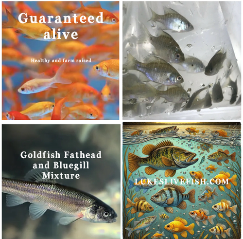 (FREE SHIPPING) 30+ Mixed Live Bluegill Fish, Goldfish, Fathead ...
