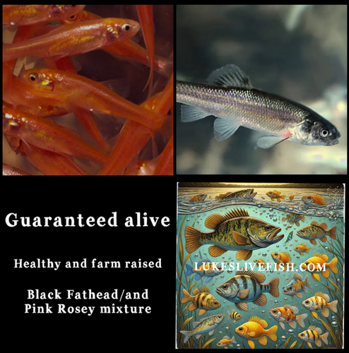 (FREE SHIPPING) 100+ Live Feeder Fish Pink Tuffies/Black FatheadsMIX 50 ...