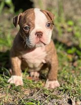 Black Horse Bulldogs International