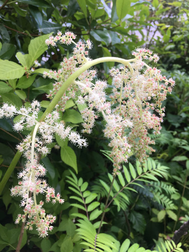 Astilboides tabularis - parasollblad | Egnérs Växter