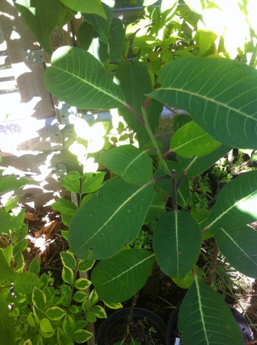 Salix magnifica - praktvide (magnoliavide) | Egnérs Växter