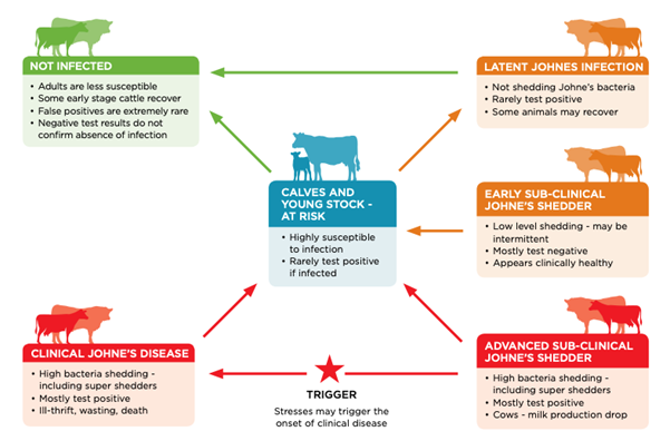 The Lowdown on Johnes Testing