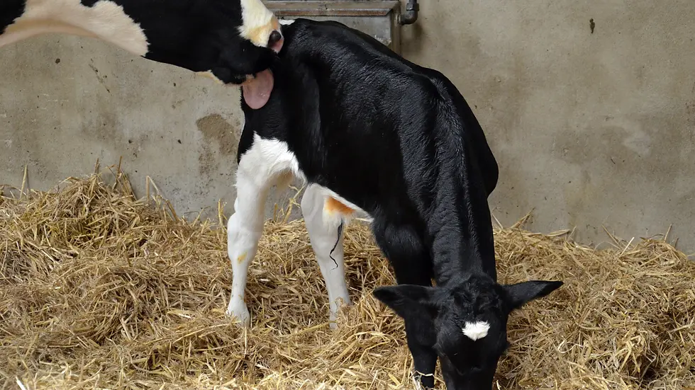 Top Tips for Calf Rearing