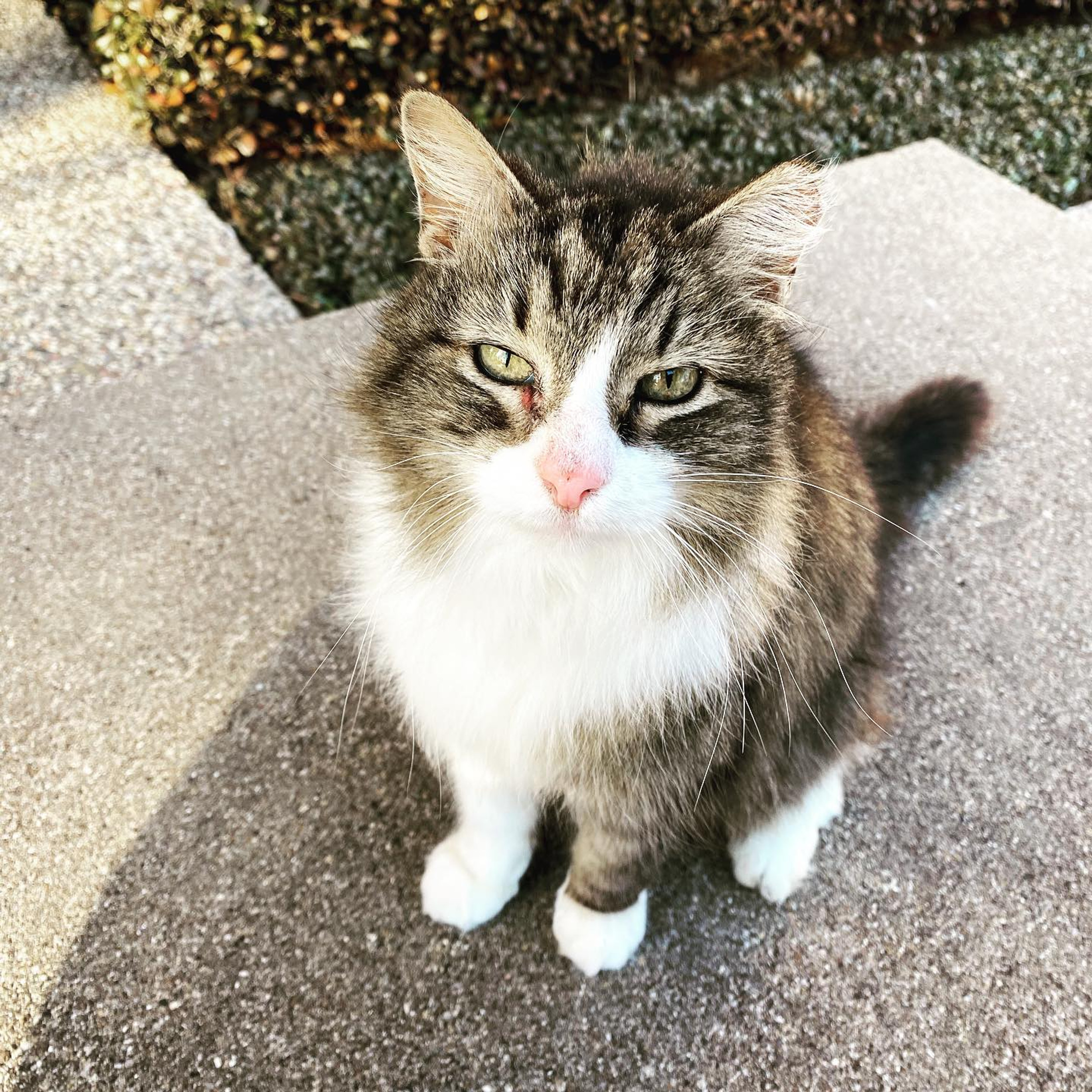 Applications | Campus Cat Coalition