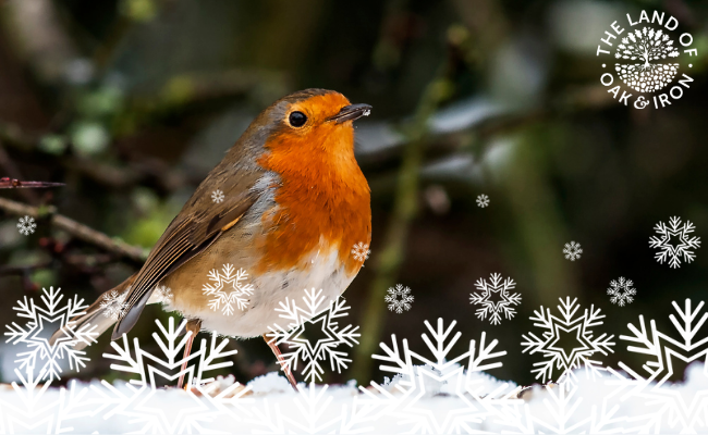 Winter Robins Bird Walk | Land of Oak and Iron