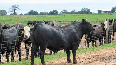 About | Diamond A Ranch Beef | Dime Box