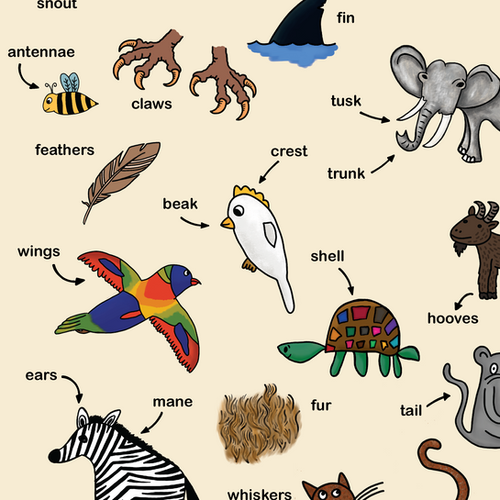 Animal Features Poster | Language through Art