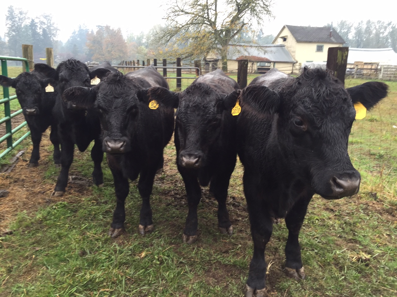 Local Farm Share In Portland | Redhaven Farms | United States