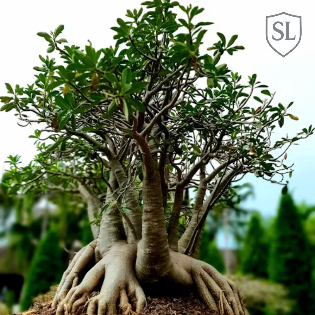 The Rise of the Silver League and Reclaiming Relevance, Purpose, and ...