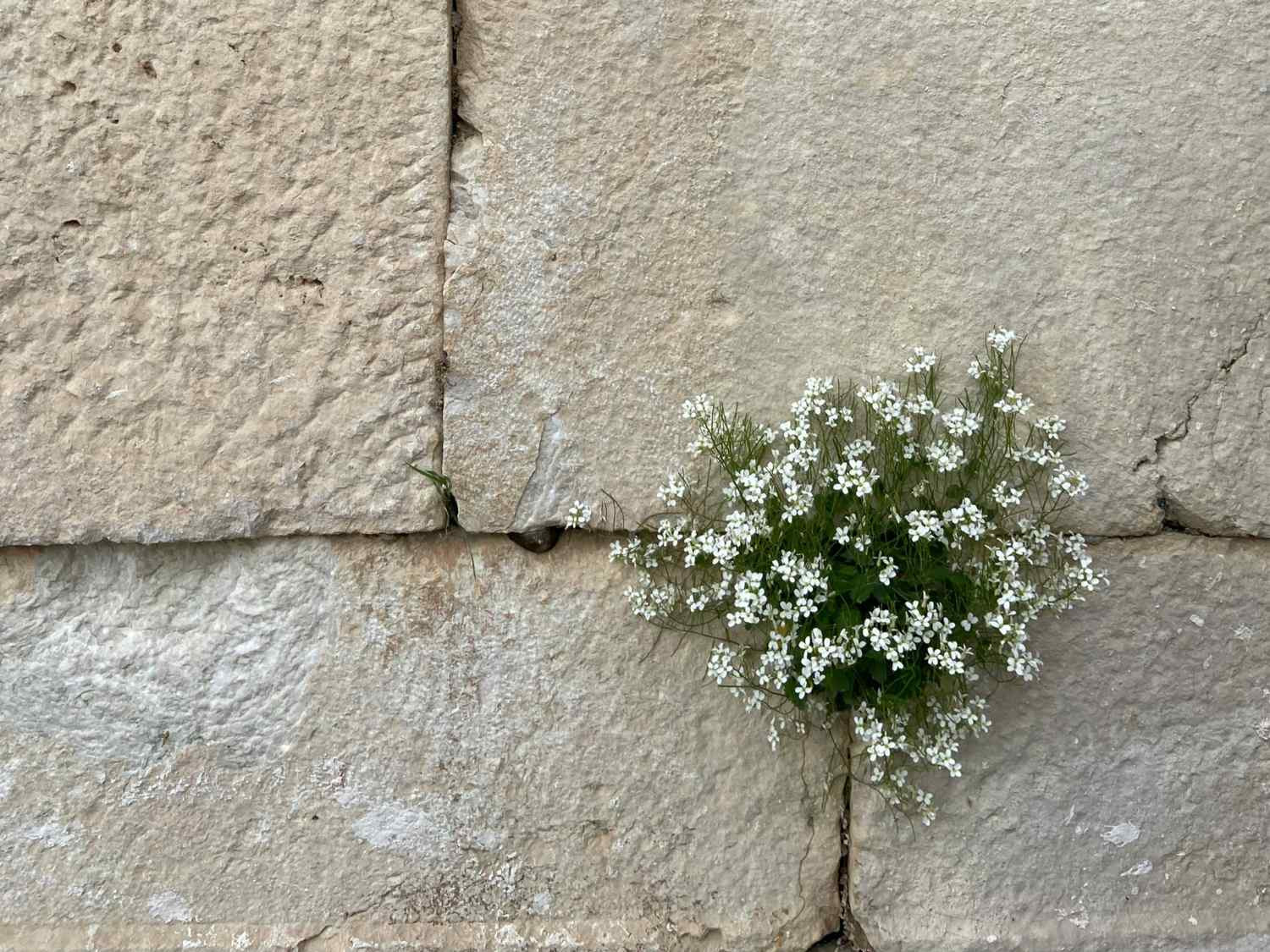 Meaning as Primordial Order — A Post-Jungian Vision of Entropy and ...