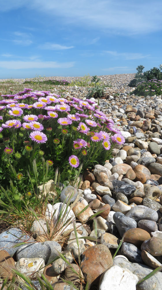 Seaside planting challenges & inspiration