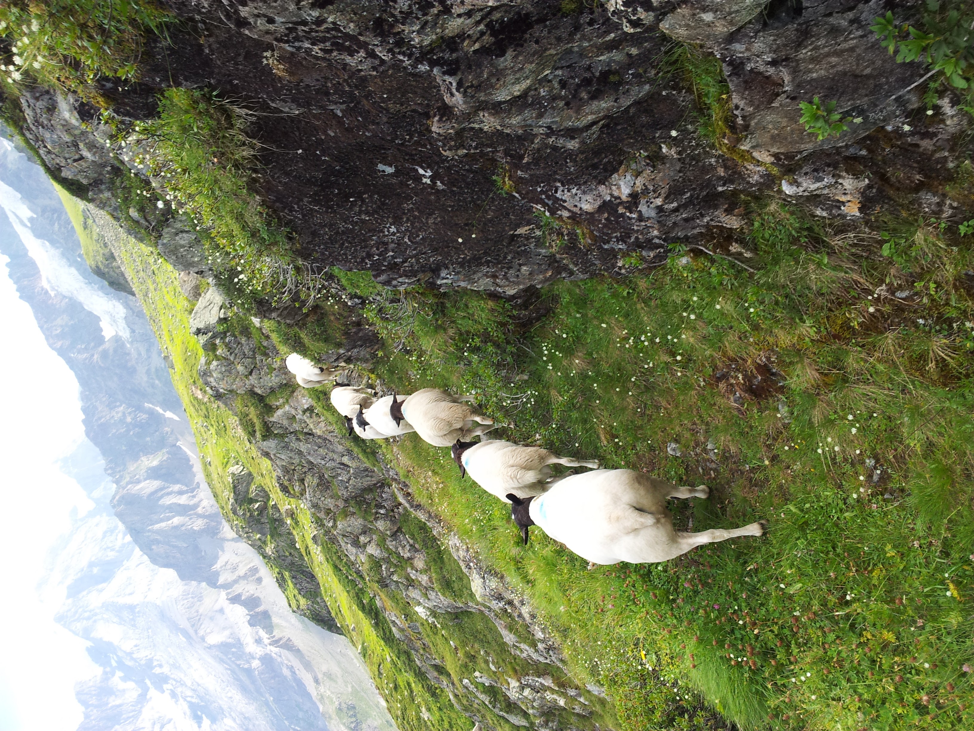 Über Daniel | Tunnelranch | D. Mosimann | Dorper Schaf | Dahomey Rind