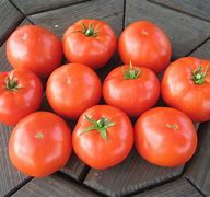 Mountain Merit Tomato | URC