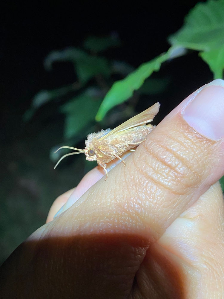 Meet the Moth in the Adelaide Hills