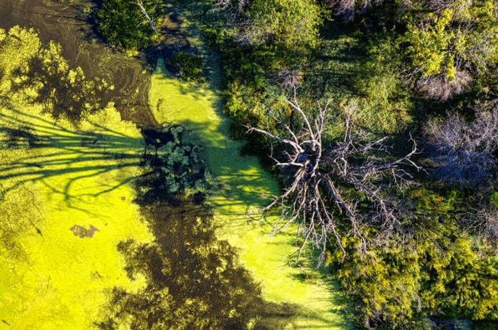 green algae eutrophication