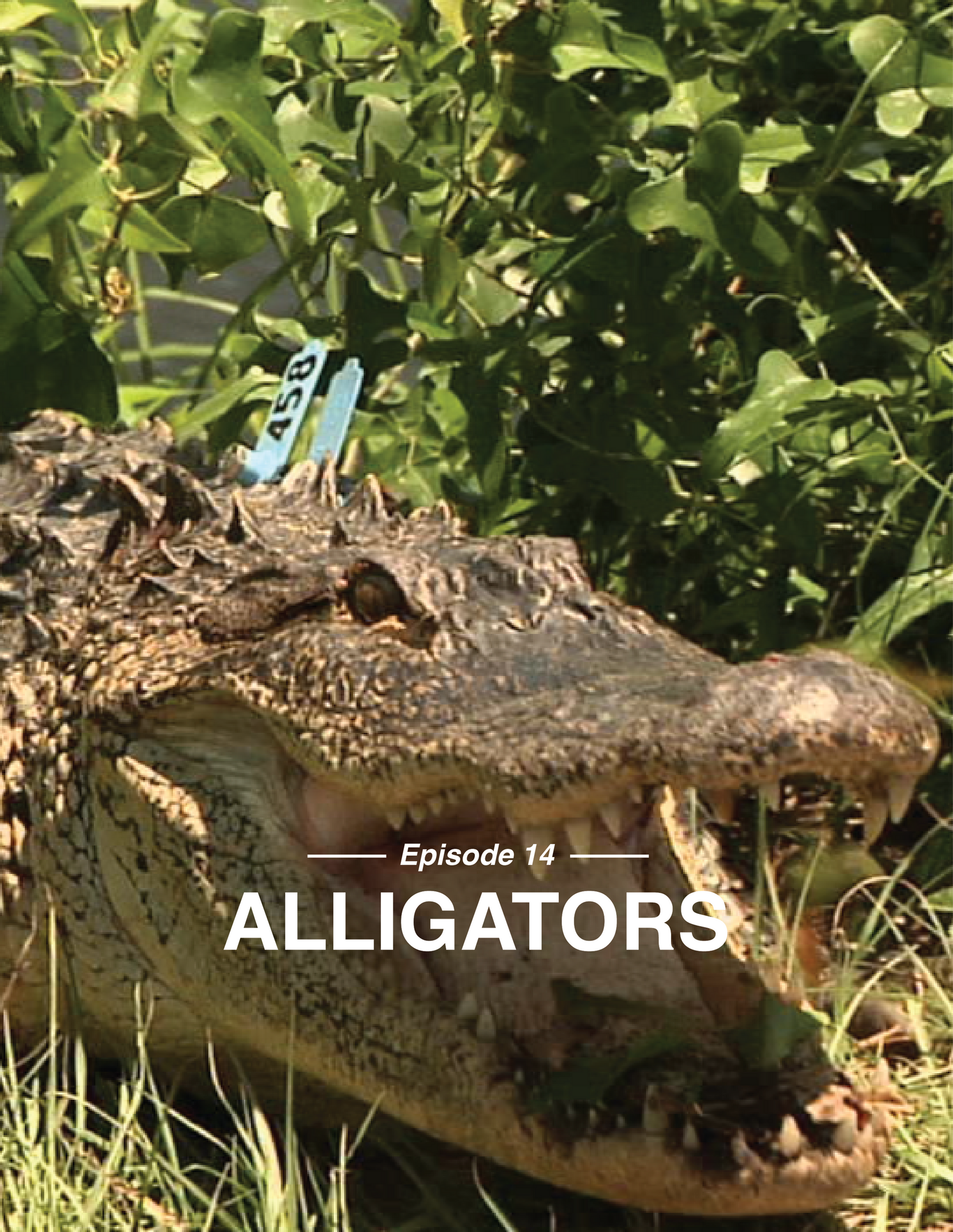 Alligators