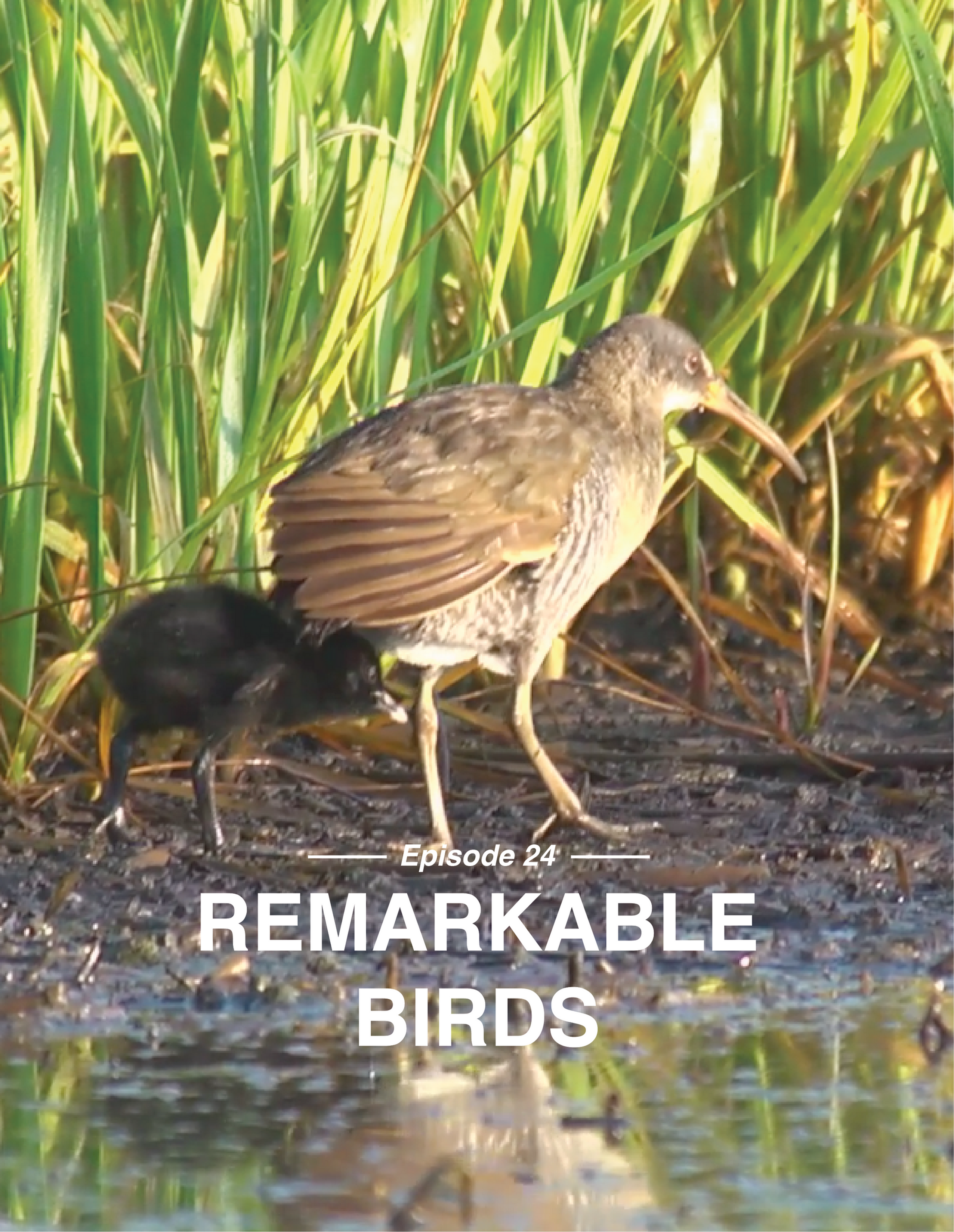 Remarkable Birds