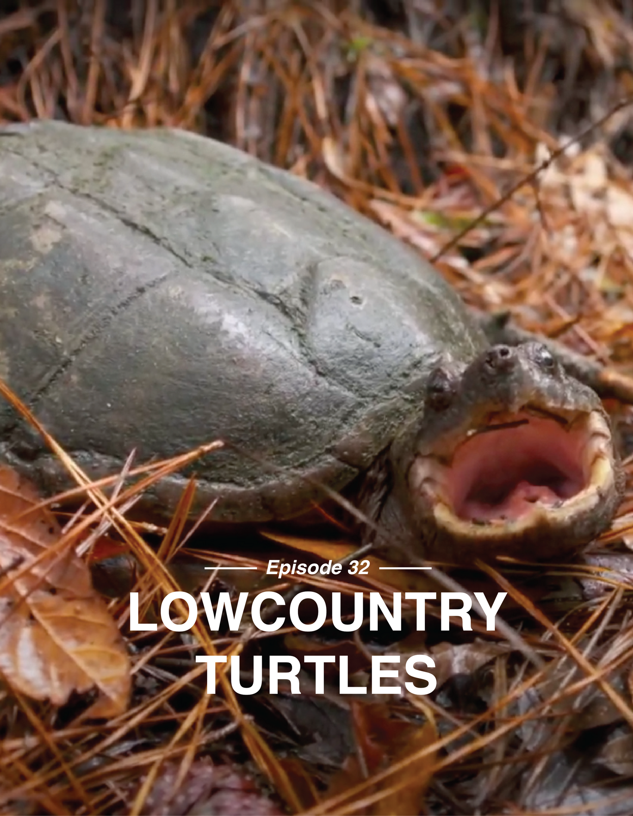 Lowcountry Turtles