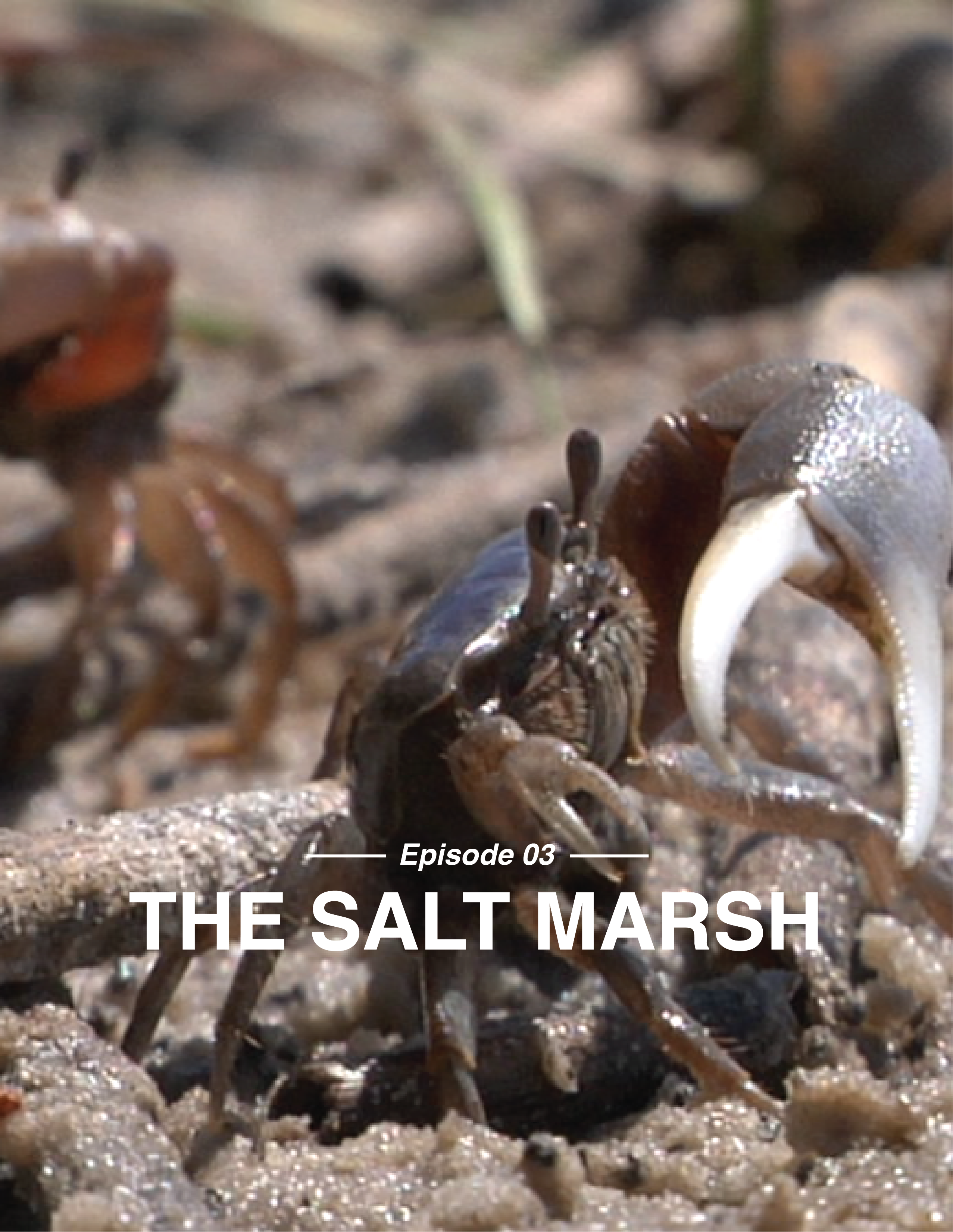 The Salt Marsh