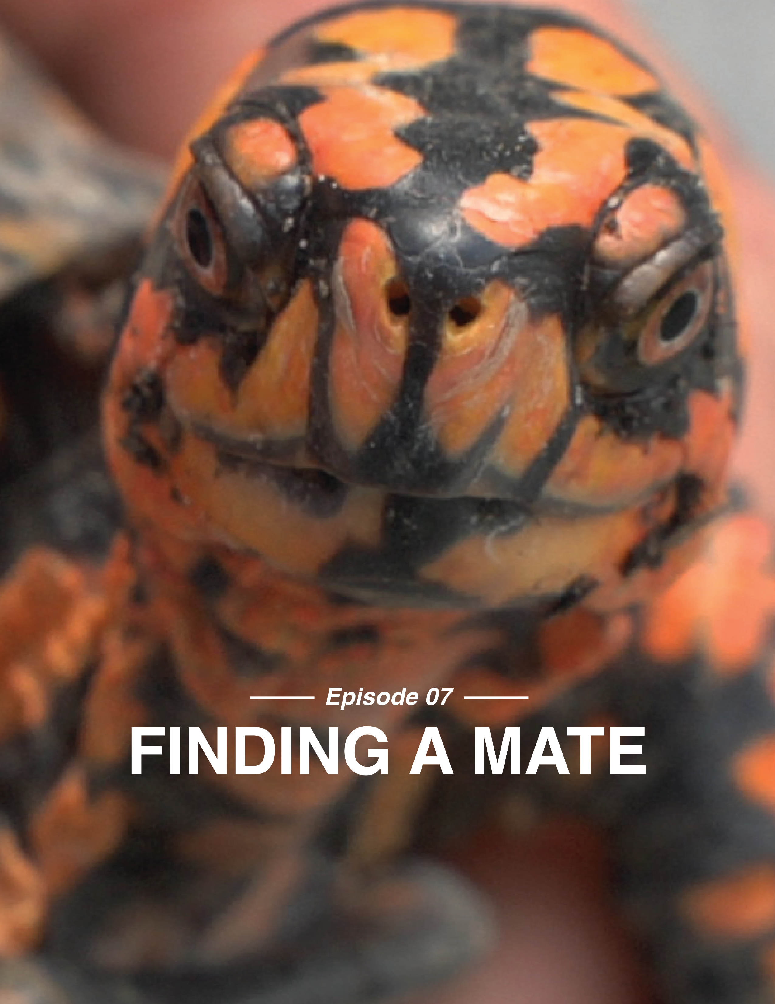 Finding a Mate