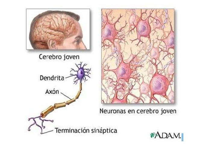 Diagrama De Neurona Unipolar