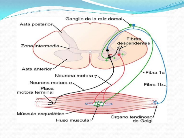 La transmisión sináptica en el SNC