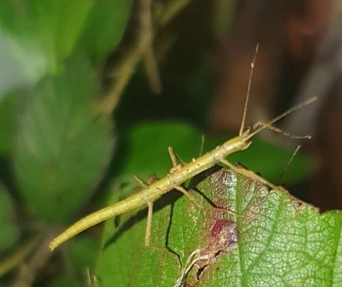 Indian Stick Insects x5 | antsonarock