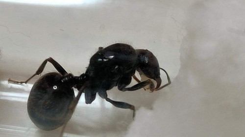 Messor barbarus | antsonarock