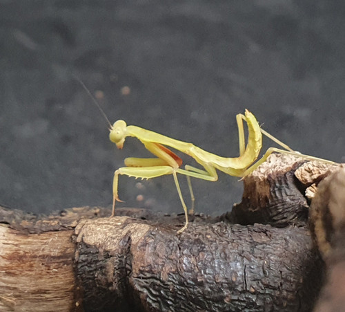 Hierodula majuscula (Giant Rainforest Mantis) | antsonarock