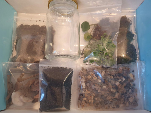 Terrarium In A Jar Kit | antsonarock