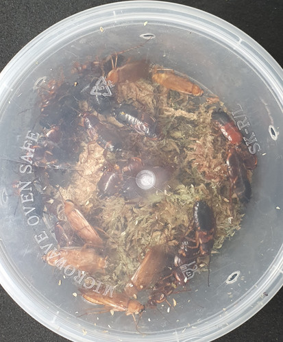 Red Runner Cockroach (Turkestan cockroach) Pack of 25 | antsonarock