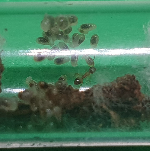 Temnothorax sp (Acorn Ant) 10 - 20W | antsonarock