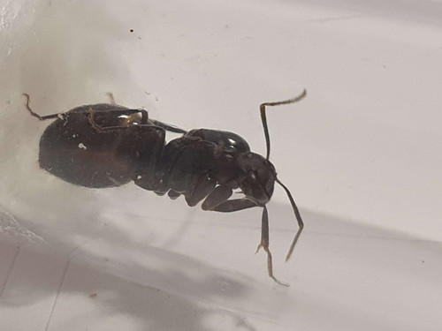 Camponotus sylvaticus | antsonarock